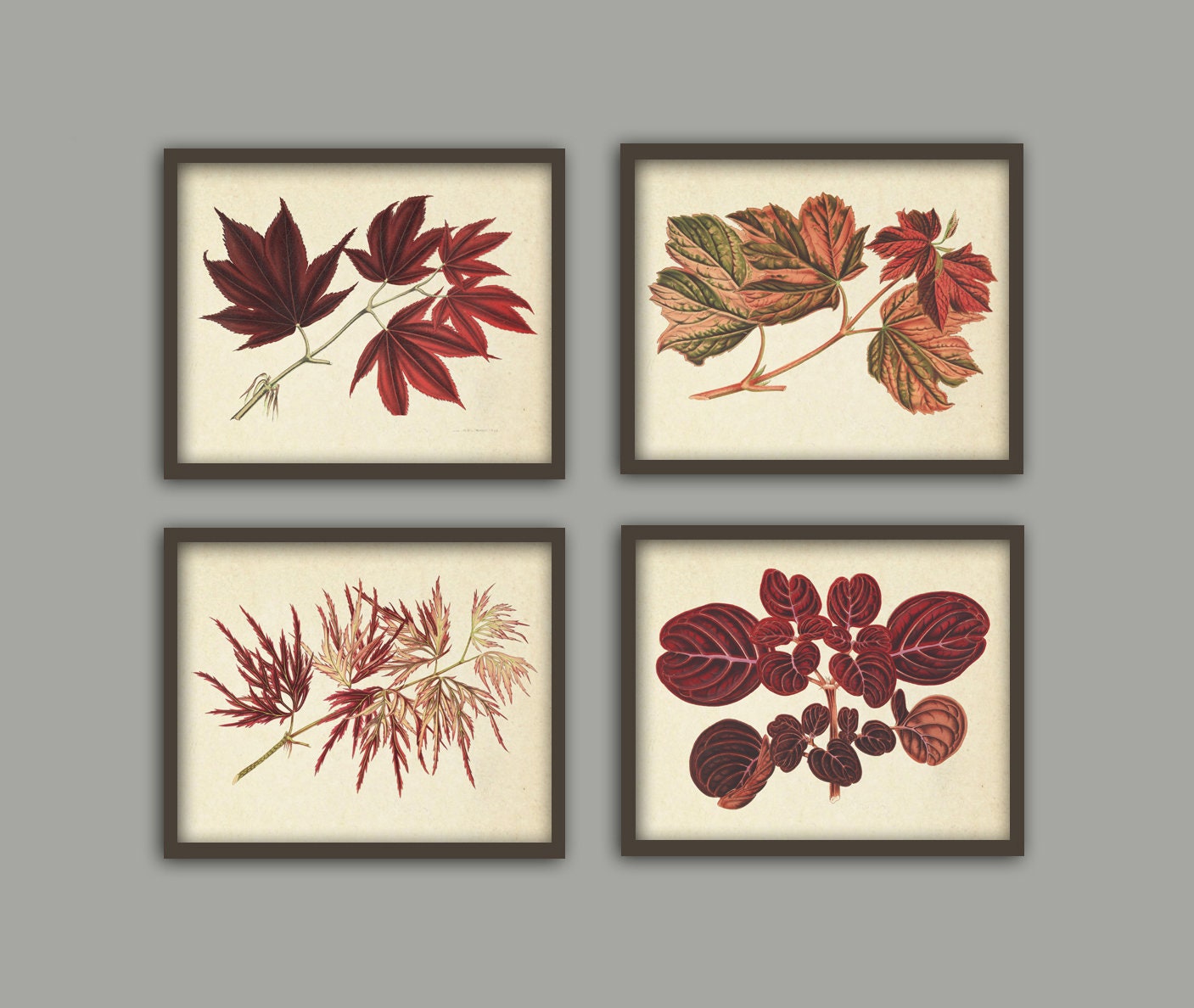 Botanical Print Set of 4, Botanical Wall Art Decor, Maple Tree Leaves ...
