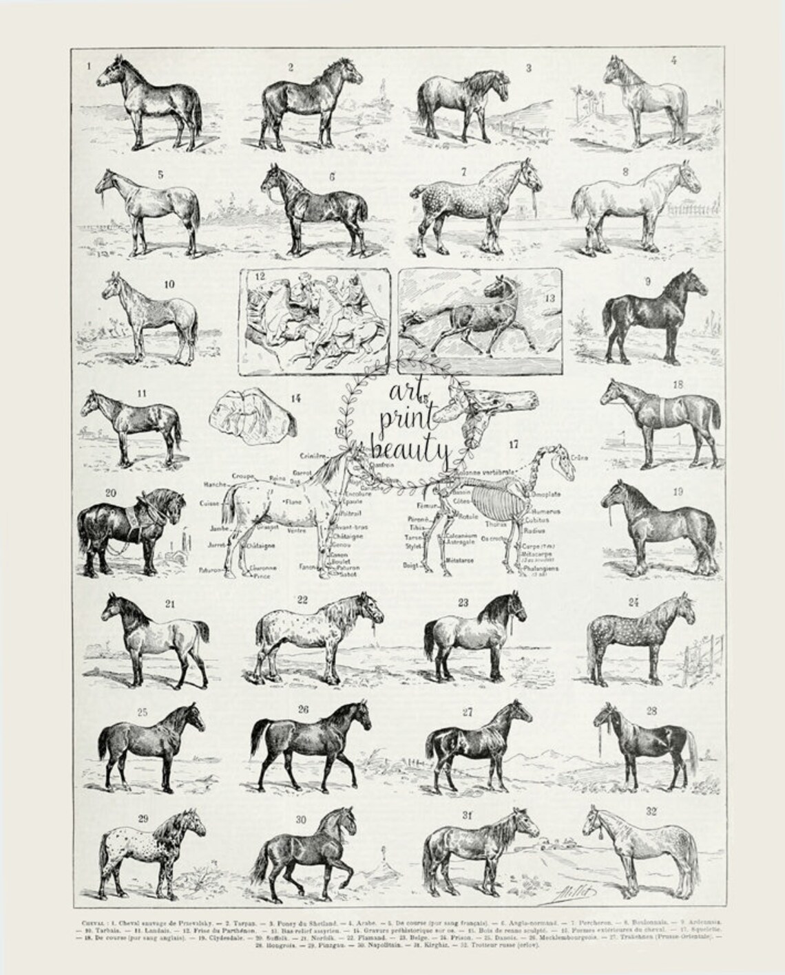Horse Breeds Print Biology Poster Science Vintage - Etsy