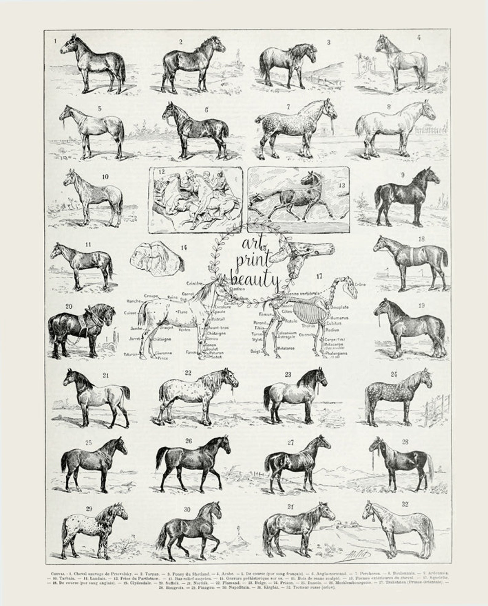 Horse Breeds Print Biology Poster Science Vintage - Etsy