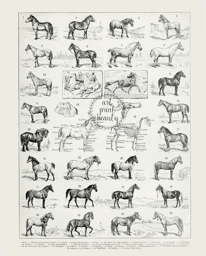 Horse Breeds Print, Biology Poster, Science Vintage Illustration ...