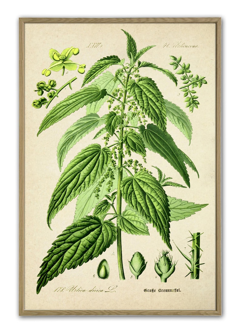 Nettle Print Botanical Illustration Green Plant Wall Art - Etsy