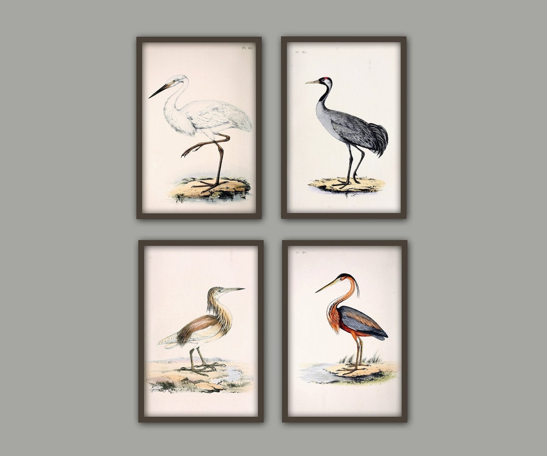 Bird Print, Large Wall Art Decor, Birds Vintage Illustration, Crane ...