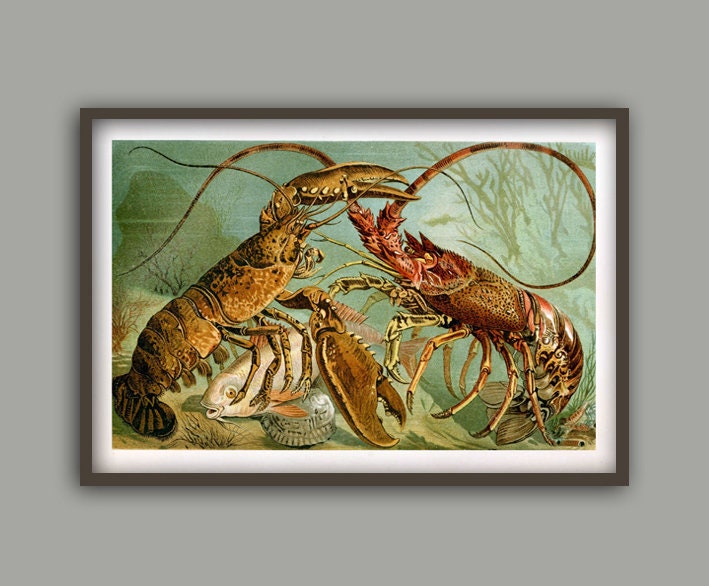 Lobster Art Print Marine Biology Poster Sea Animals Lobster - Etsy