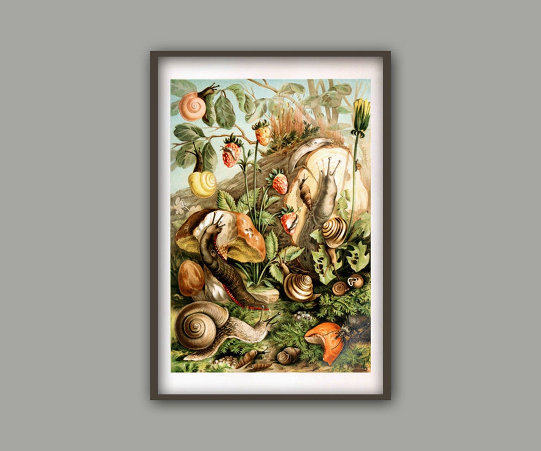 Kitchen Decor, Snail Print, Botanical Art, Biology Print, Mollusc Wall ...