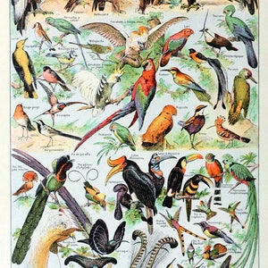 Bird Print Bird Poster Set Wall Art Decor, Ornithology Print Wall Art ...