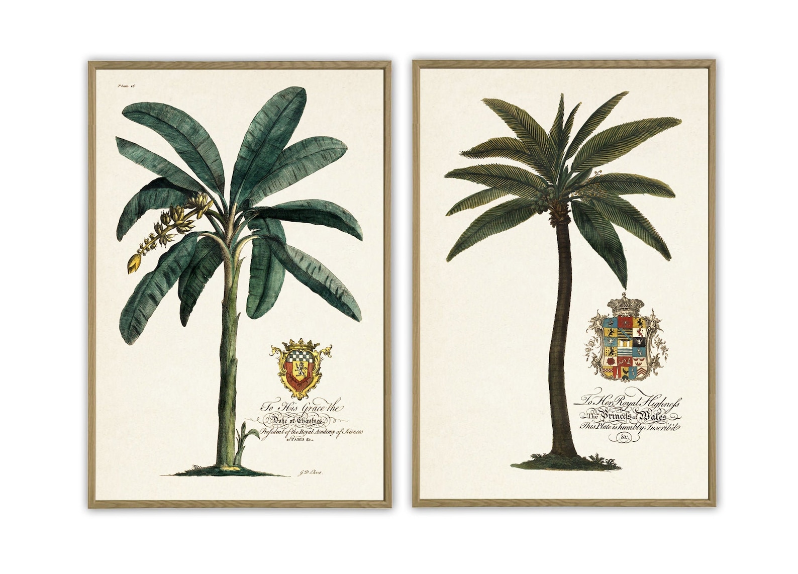 Palm Print Set of 2, Vintage Botanical Illustration Wall Decor, Palm ...