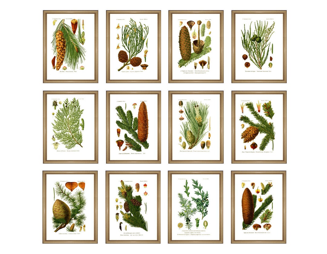 Pine Tree Botanical Print Pine Prints Cones Print Set, Christmas Tree ...