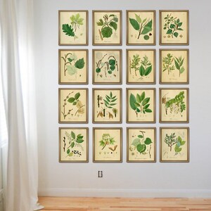 Tree Species Wall Art Print Set, Green Leaves Print, Plant Poster Set ...