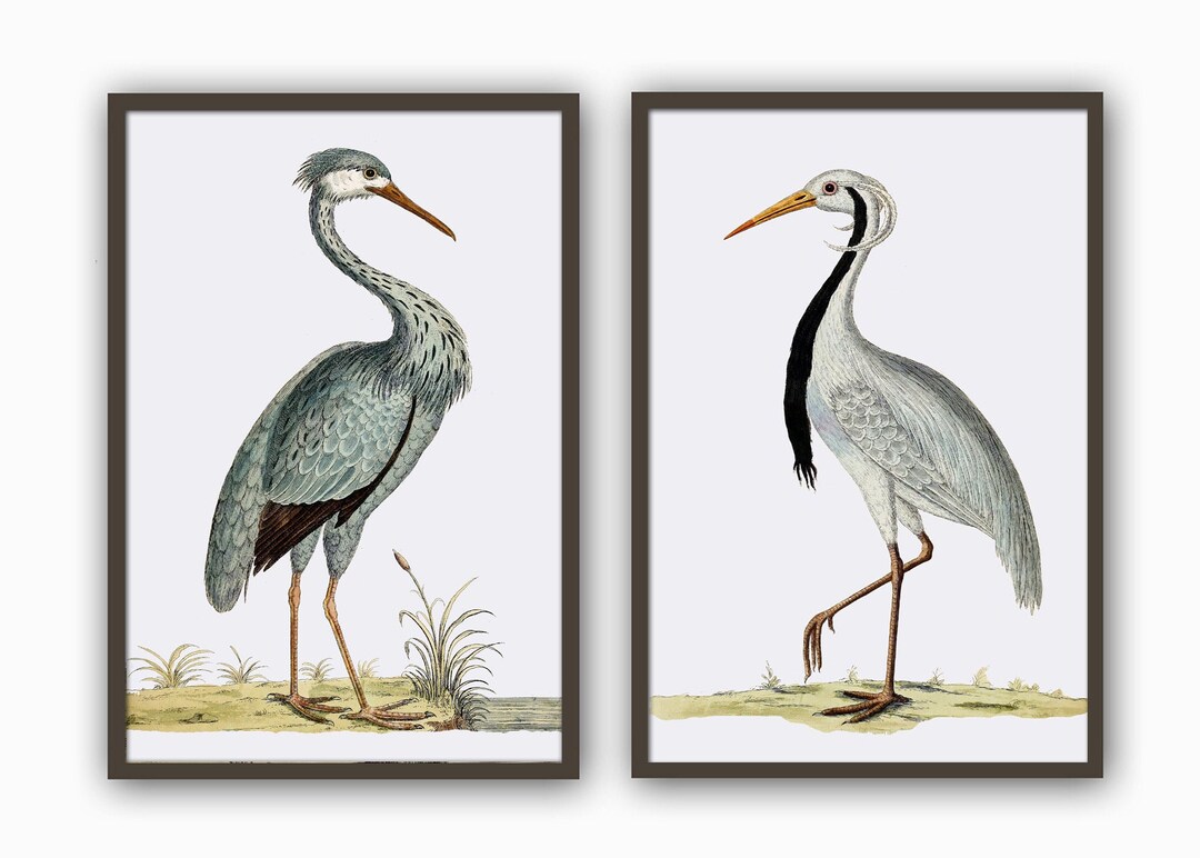 Birds Print Set of 2, Large Scale Wall Art Decor, Vintage Bird ...