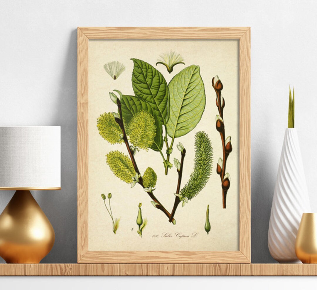 Willow Print Botanical Wall Art Decor Willow Leaves Illustration ...