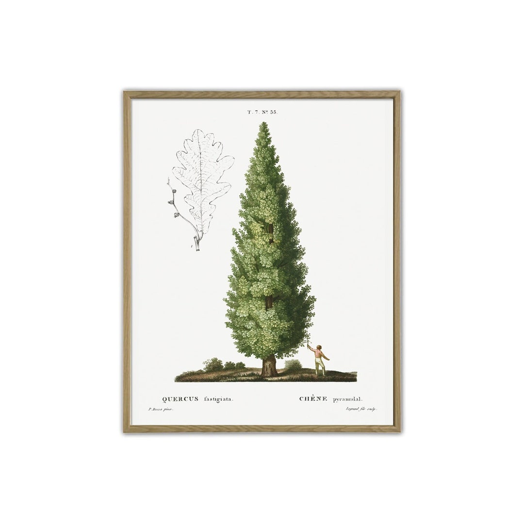 English Oak Tree Print, Botanical Home Decor, Tree Wall Art, Oak Tree ...