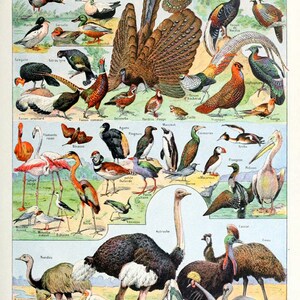 Bird Print Bird Poster Set Wall Art Decor, Ornithology Print Wall Art ...