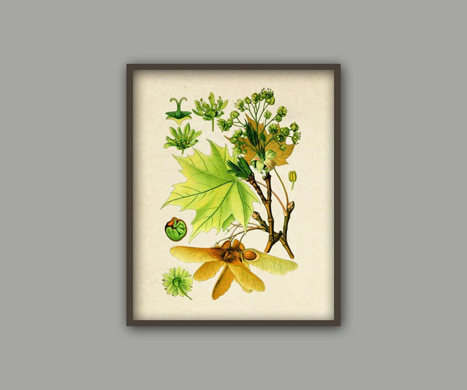 Maple Leaves Print, Kitchen Wall Decor, Botanical Illustration, Types ...
