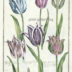 Tulip Flower Botanical Drawings Botanical Illustration Set of 6 ...
