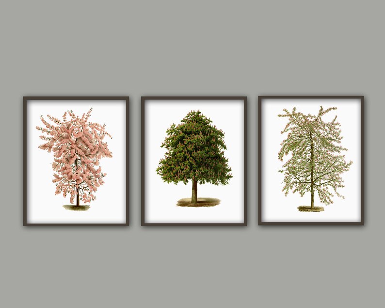 Tree Prints Set of 3 Botanical Home Decor Tree Botanical | Etsy