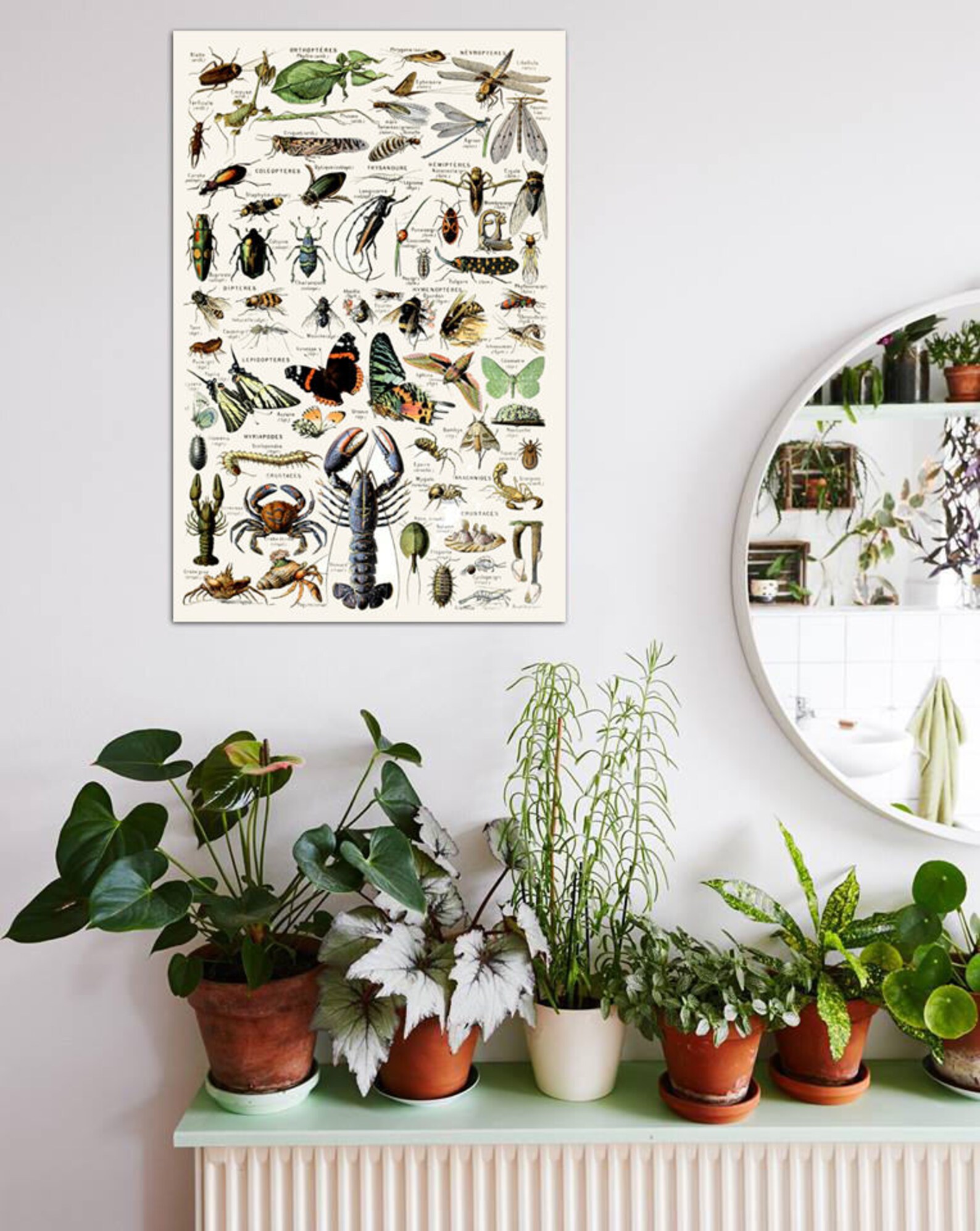 Science Print Insect Poster Sea Animals Print Wall Art | Etsy