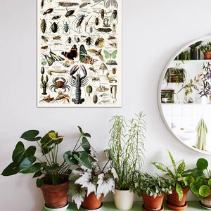 Science Print - Insect Poster - Sea Animals Print - Wall Art Decor ...