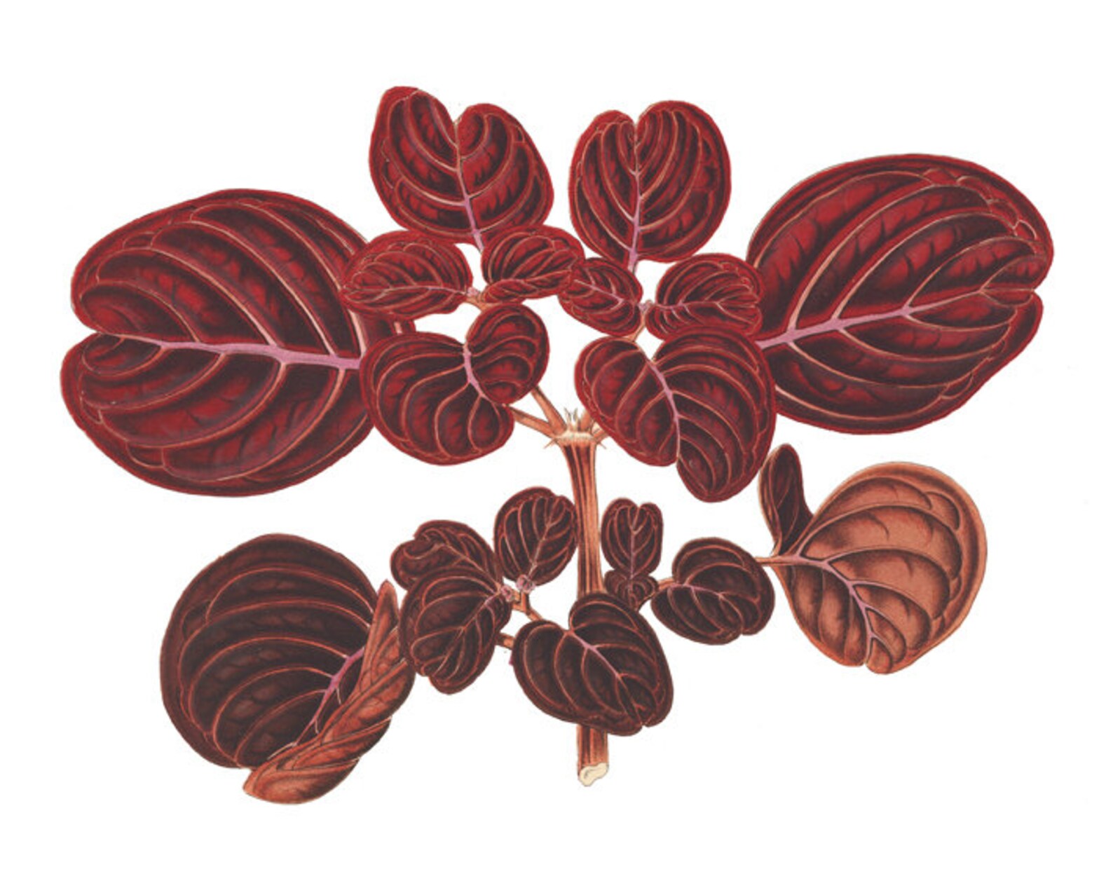 Botanical Print Set of 4 Botanical Wall Art Decor Maple Tree - Etsy