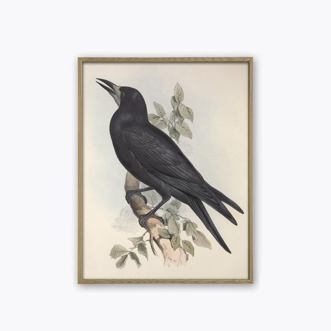 Rook Birds Art Print Bird Vintage Illustration Bird Wall Art Poster ...