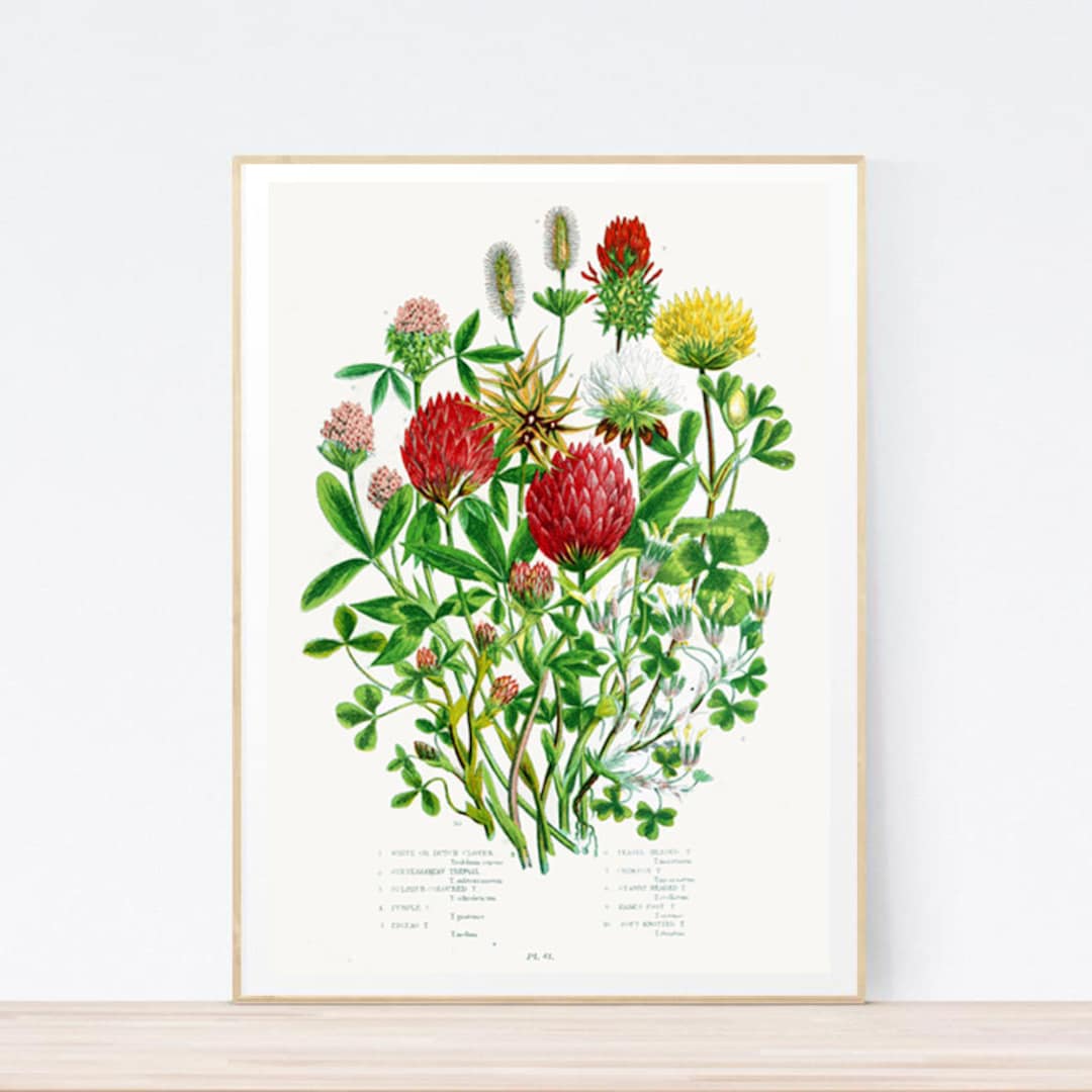 Flower Print, Clover Print, Flower Botanical Decor, Flower Vintage ...