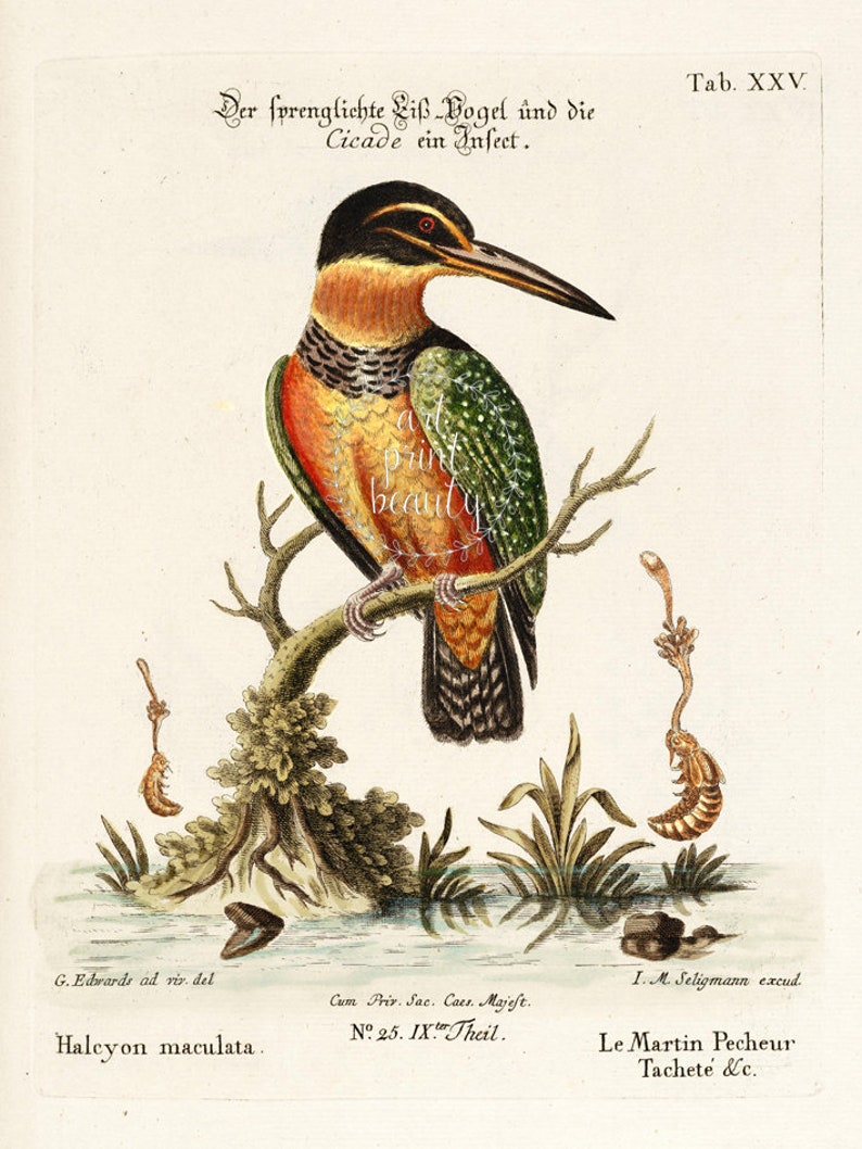 Beautiful Bird Print Set of 6 Large Wall Art Print Living - Etsy