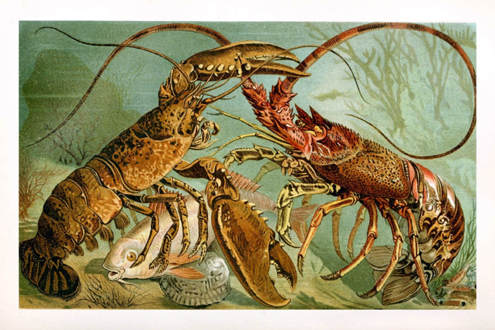 Lobster Art Print Marine Biology Poster Sea Animals Lobster - Etsy