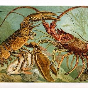 Lobster Art Print, Marine Biology Poster, Sea Animals, Lobster Wall Art ...