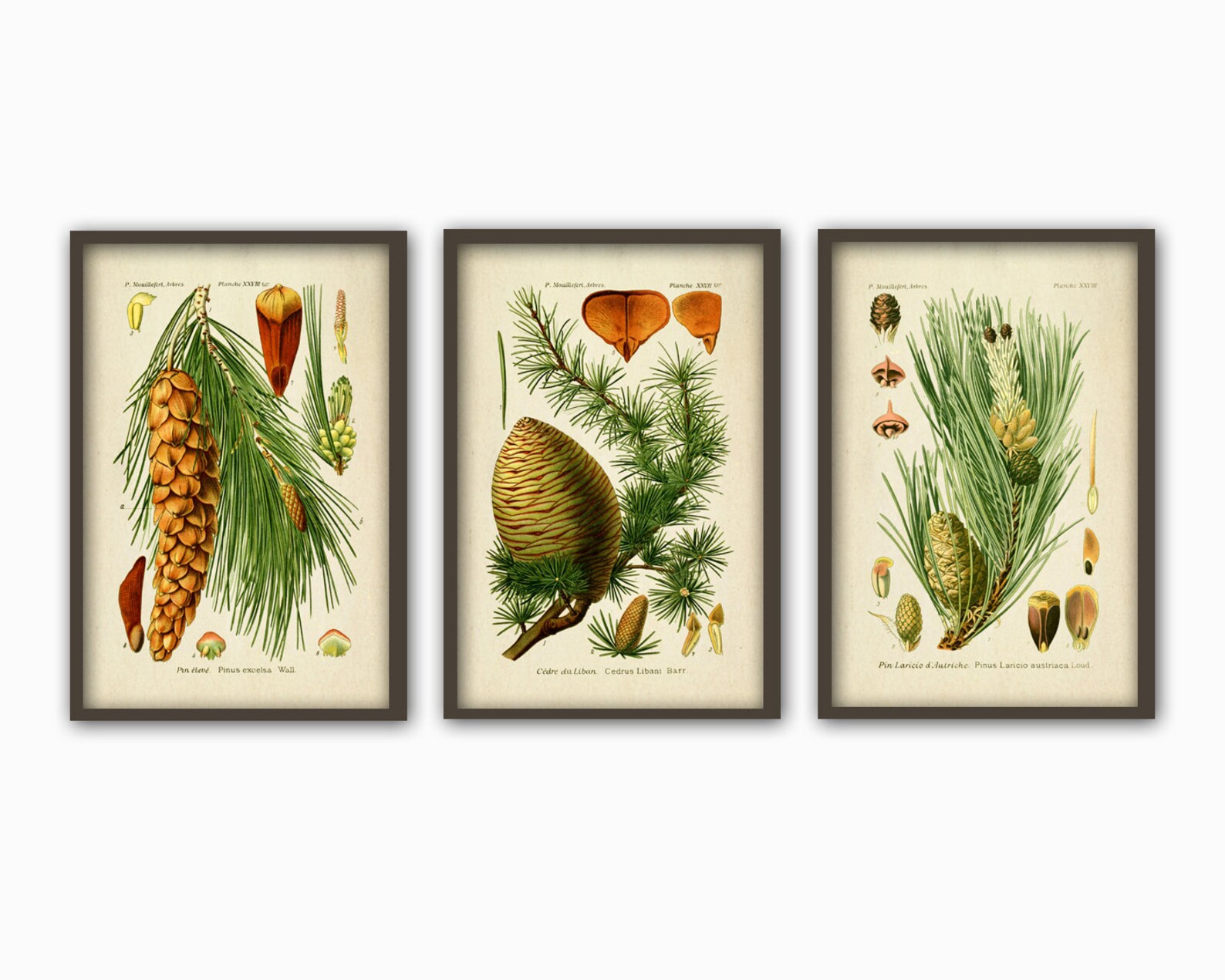 Tree Print Set of 3 Forest Plant Wall Art Decor Botanical | Etsy