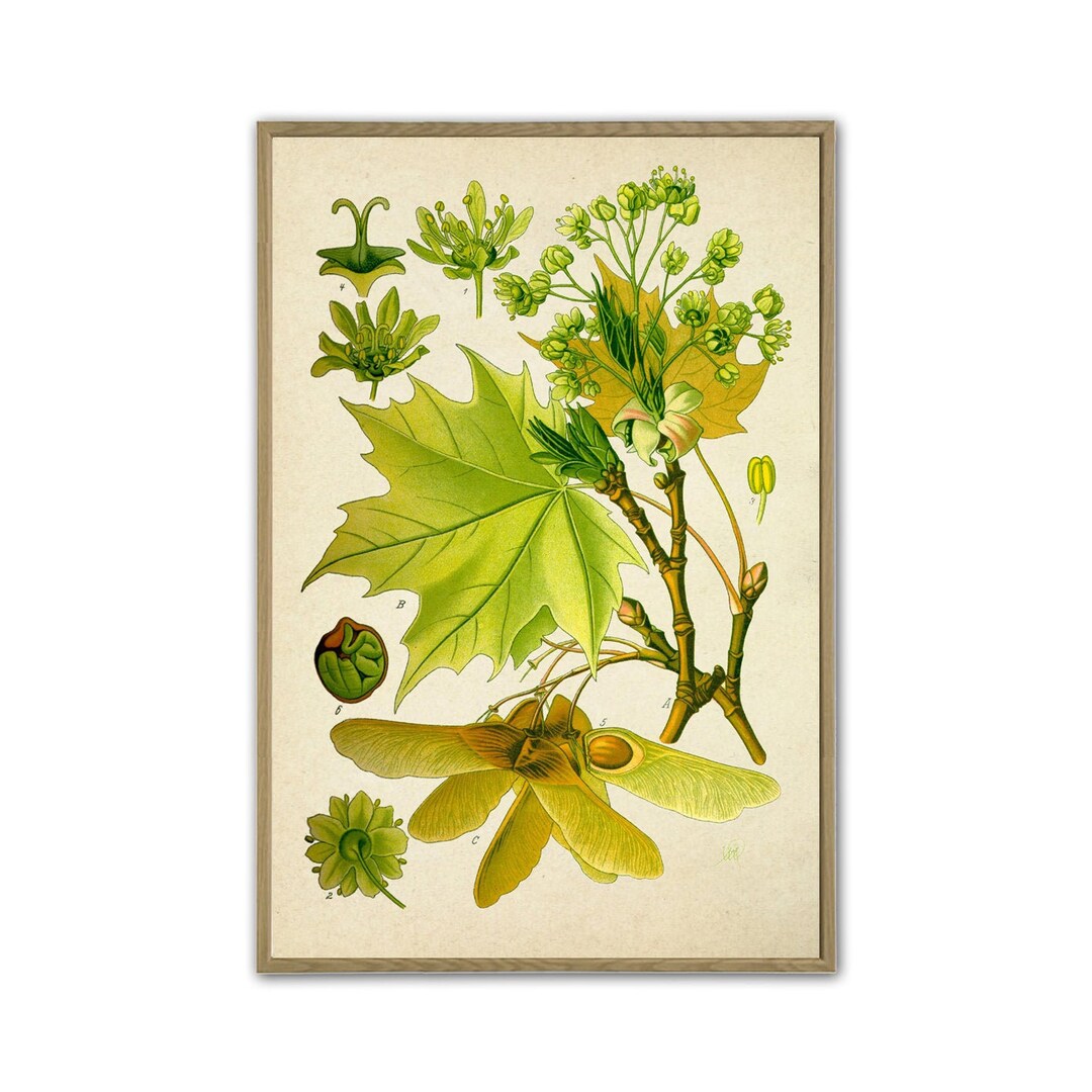 Maple Leaves Print, Kitchen Wall Decor, Botanical Illustration, Types ...