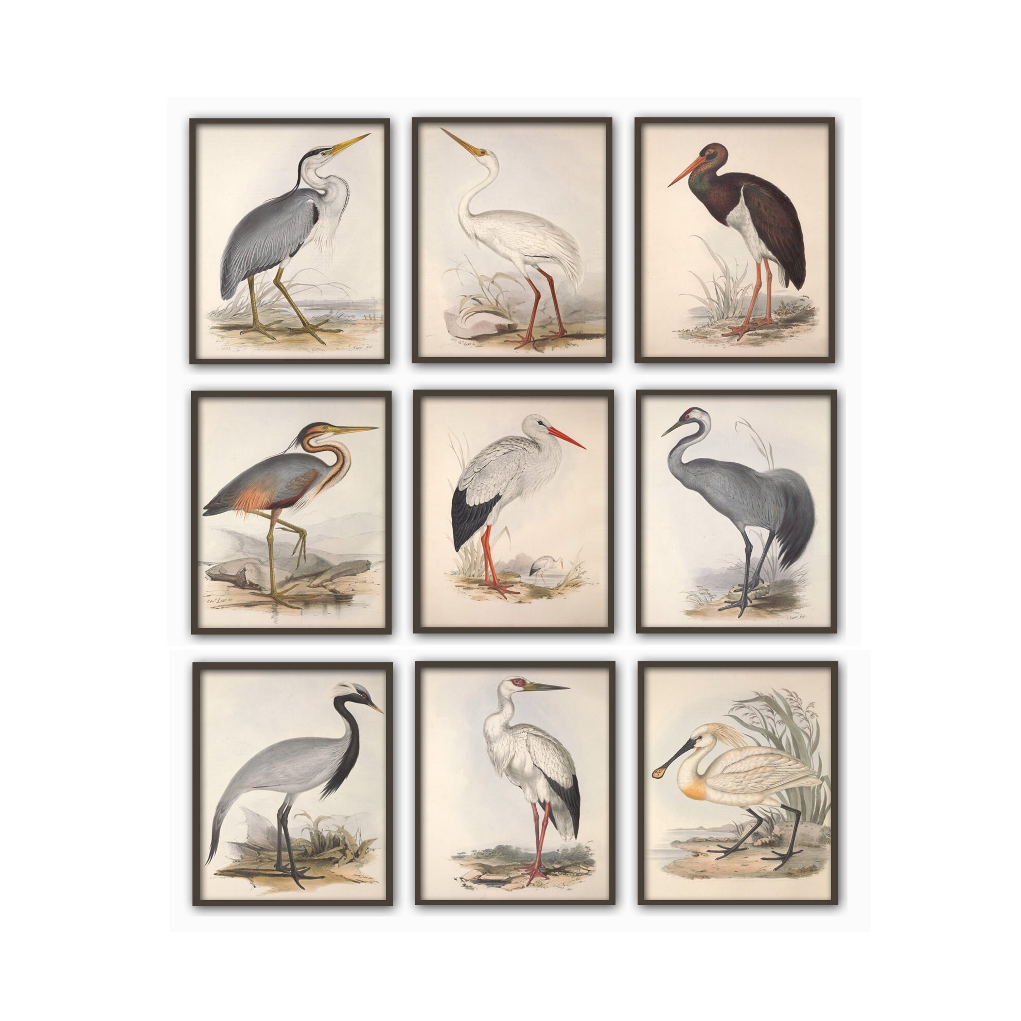 Birds Print Set of 9 Vintage Home Decor Bird Illustration | Etsy
