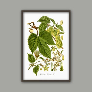 Humulus Hop Plant Print, Botanical Art Decor, Kitchen Wall Art, Poster ...