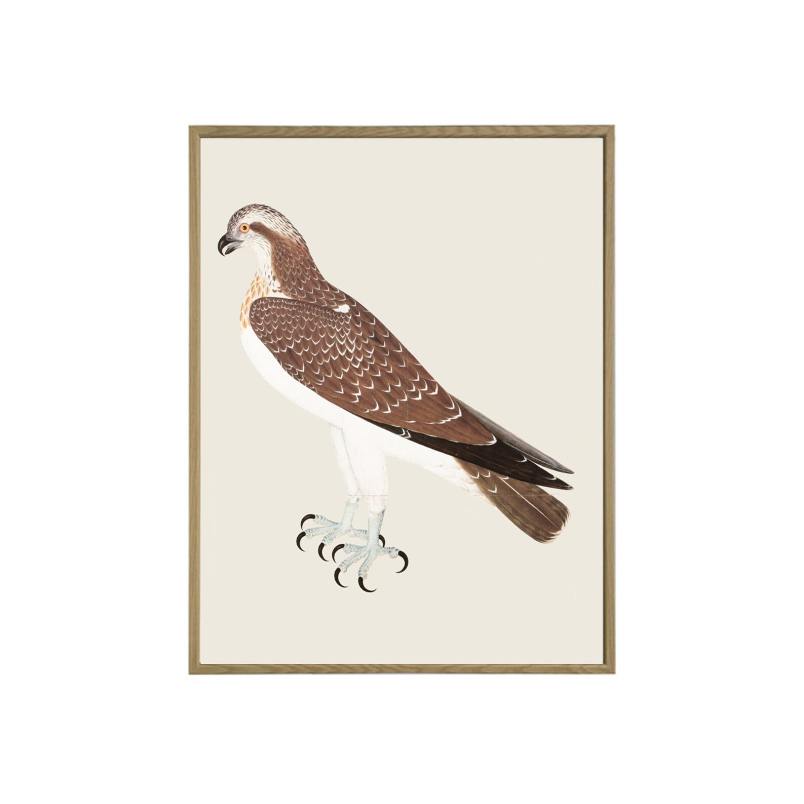 Osprey Bird Print Large Wall Art Decor Vintage Collection Bird ...