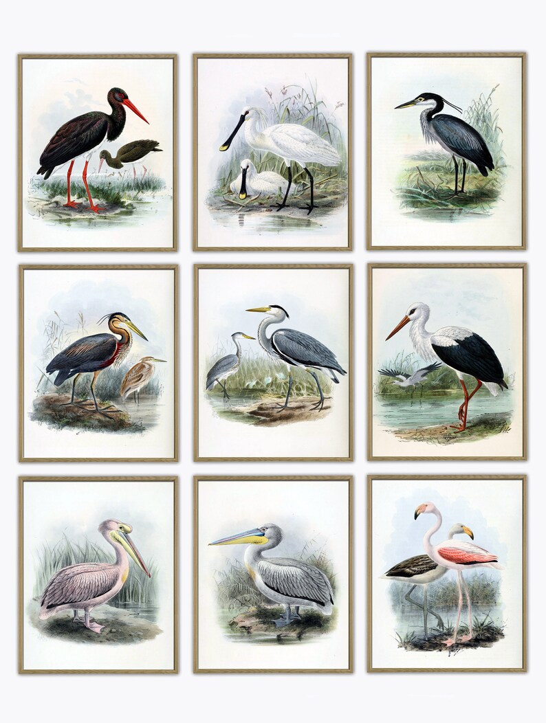 Birds Print Set of 9 Wall Art Decor Bird Illustration | Etsy