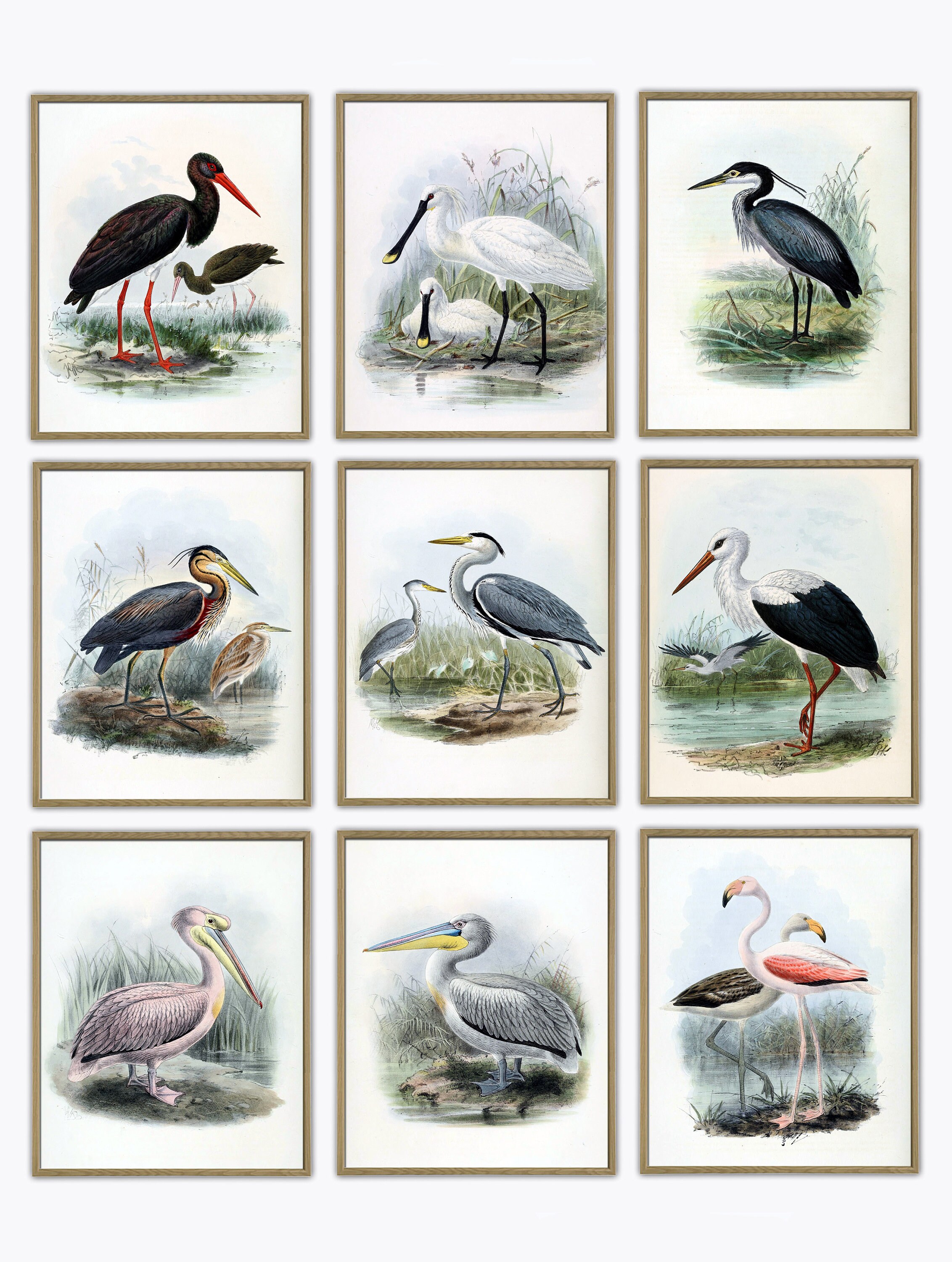 Birds Print Set of 9 Wall Art Decor Bird Illustration | Etsy