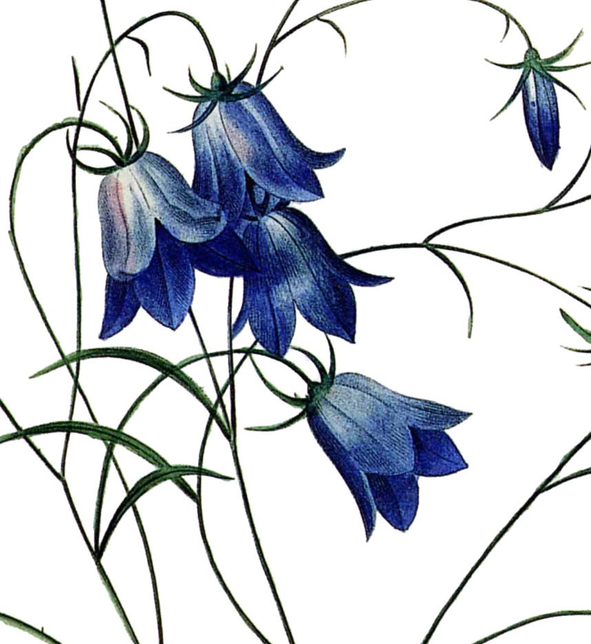 Antique Flowers Print Home Decor Blue Flowers Illustration - Etsy