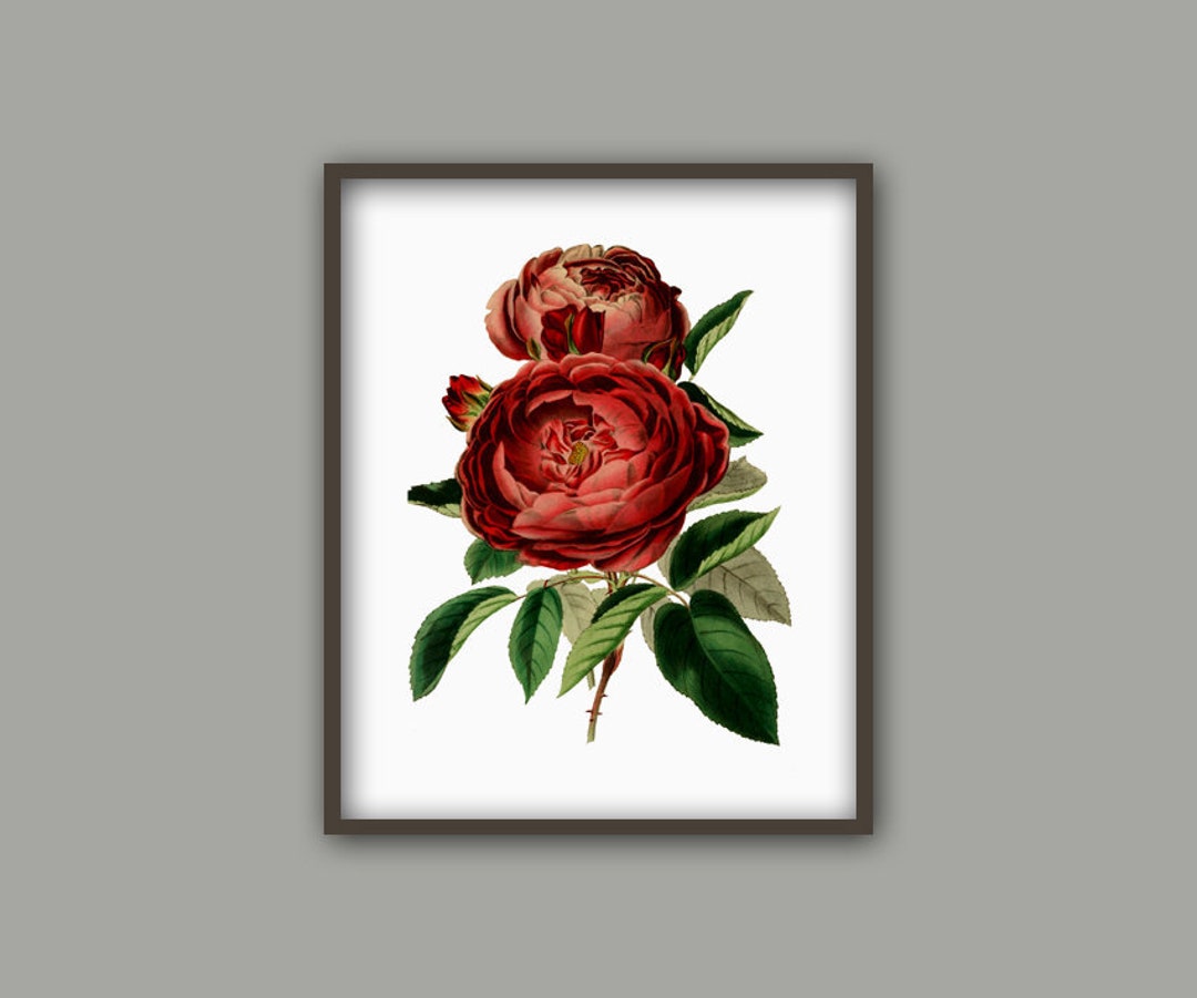 Rose Flower Print , Antique Flowers Home Decor, Shabby Chic, Red Flower ...