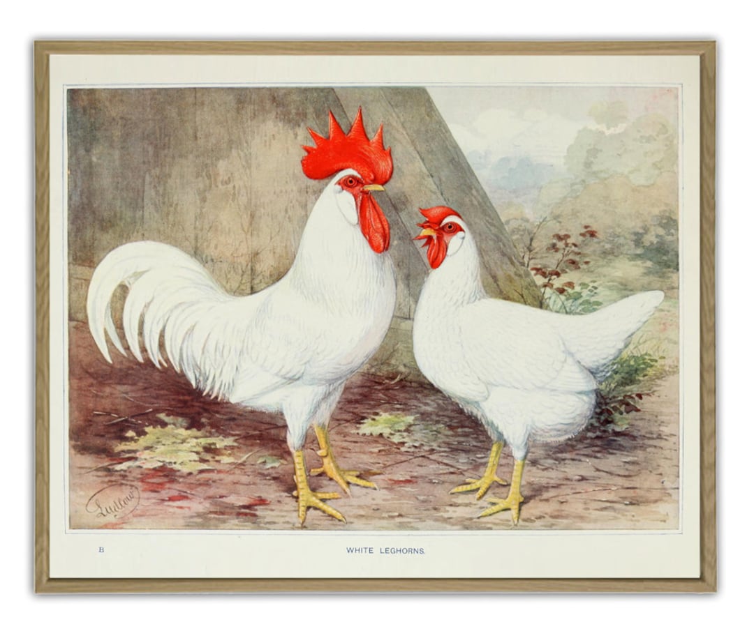 Rooster Print, Chickens Print, Bird Poster, Kitchen Wall Art Decor ...