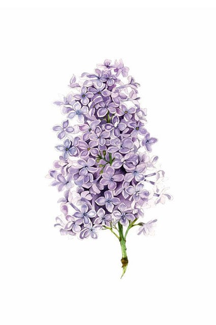 Watercolor Lilac Flower Wall Art Print - Lilac Painting Print - Flower ...