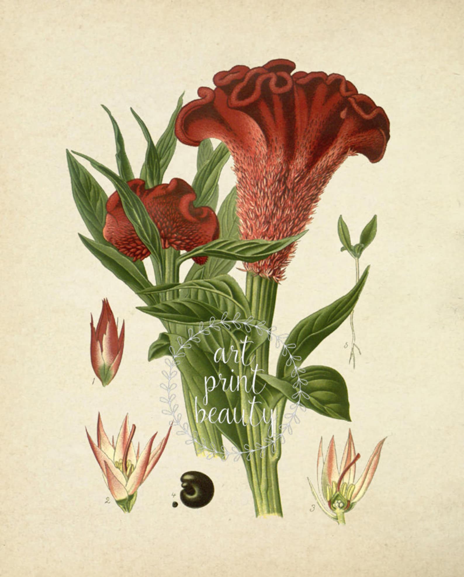 Red Flower Print Set of 4 Large Wall Art Print Vintage - Etsy