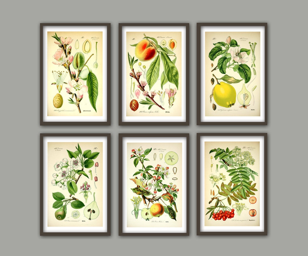Fruit Art Print Set of 6 Botanical Fruit Home Decor Antique - Etsy