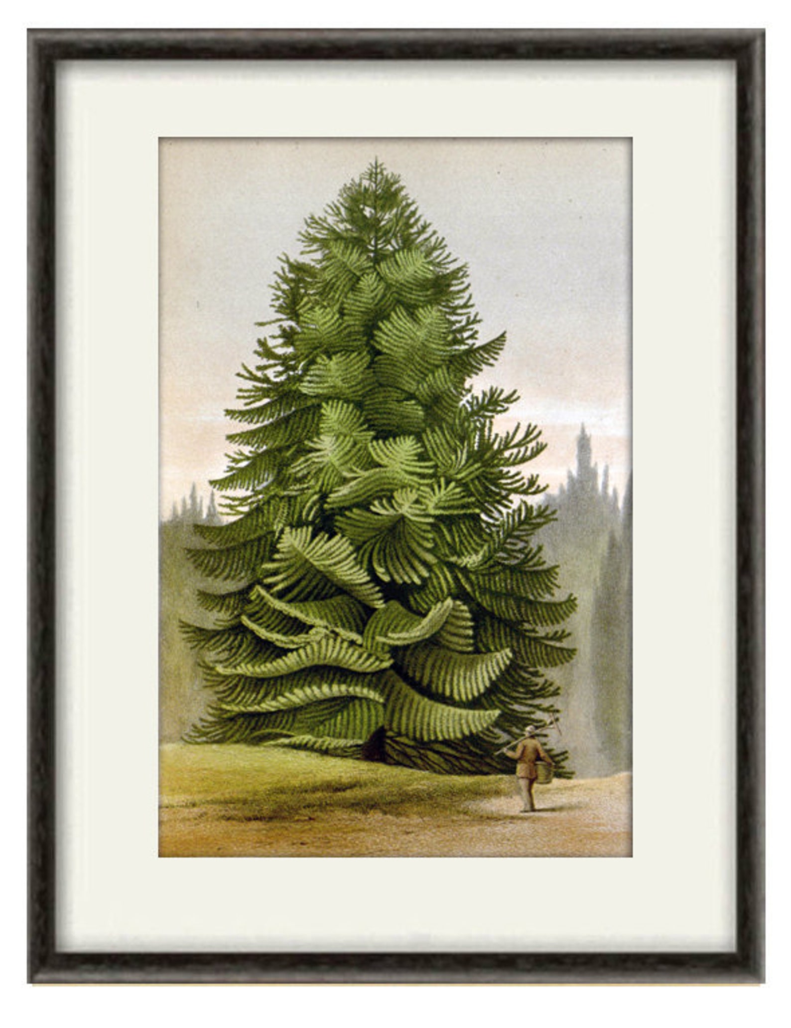 Pine Tree Wall Art Print, Botanical Decor, Green Tree Poster, Large ...