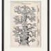Evolution Man Tree Print - Tree of Life Print - Wall Art Decor ...