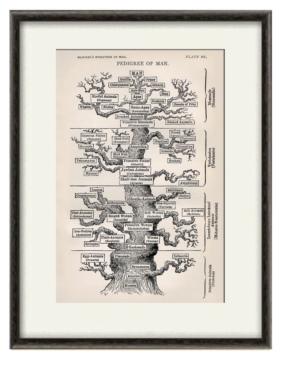 Evolution Man Tree Print - Tree of Life Print - Wall Art Decor ...