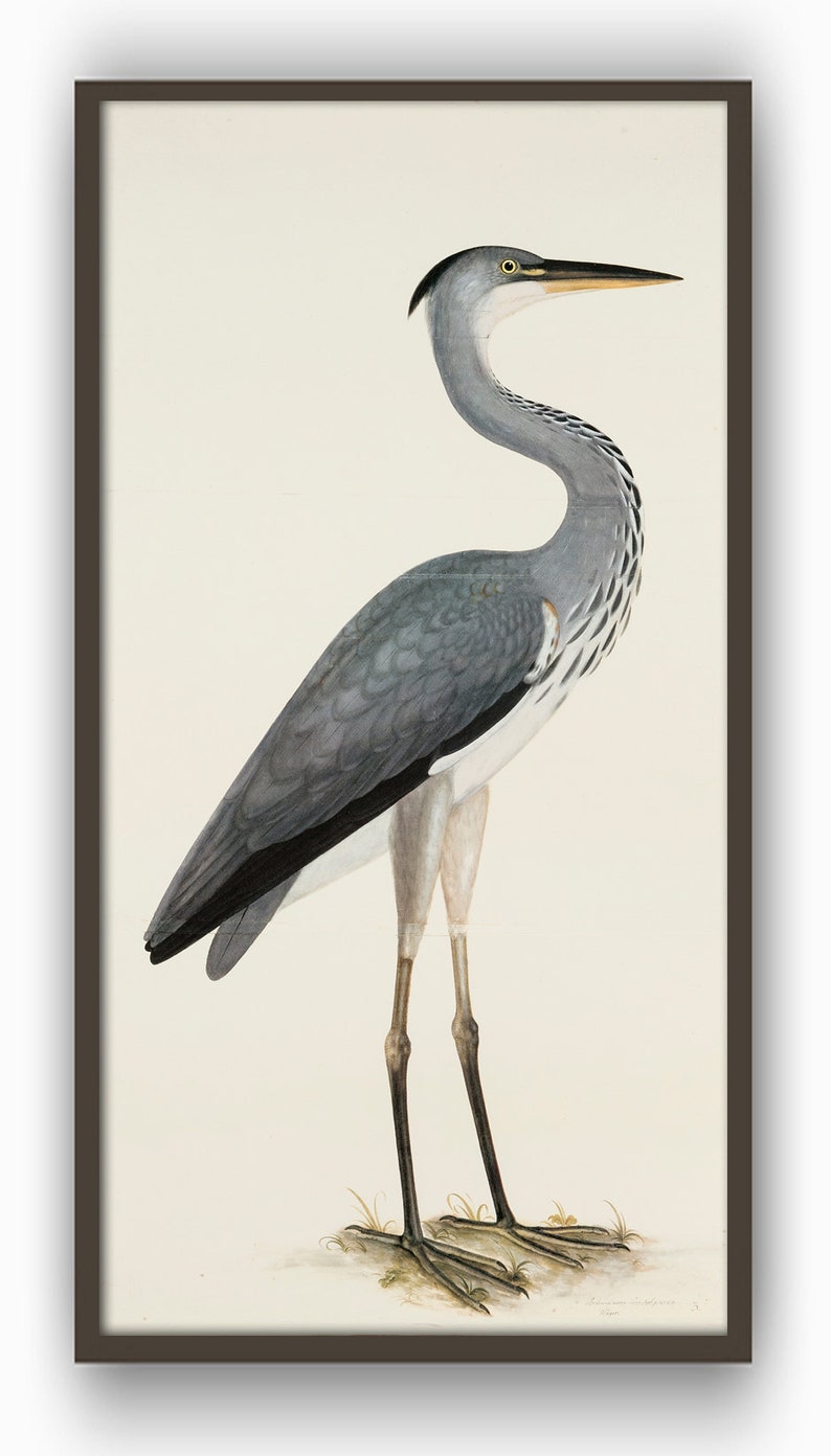 Set of 2 Big Birds Print Vintage Bird Illustration Bird Poster - Etsy