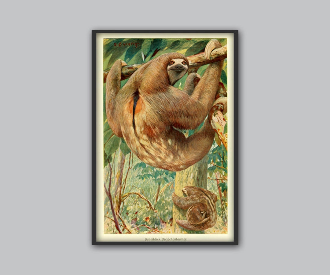 Sloth Art Print, Vintage Animal Illustration Wall Art Poster, Sloth ...