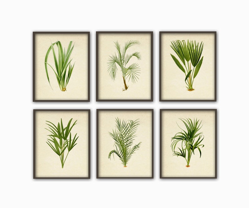 Palm Tree Print Set of 6, Palm Leaves Print, Botanical Illustration ...