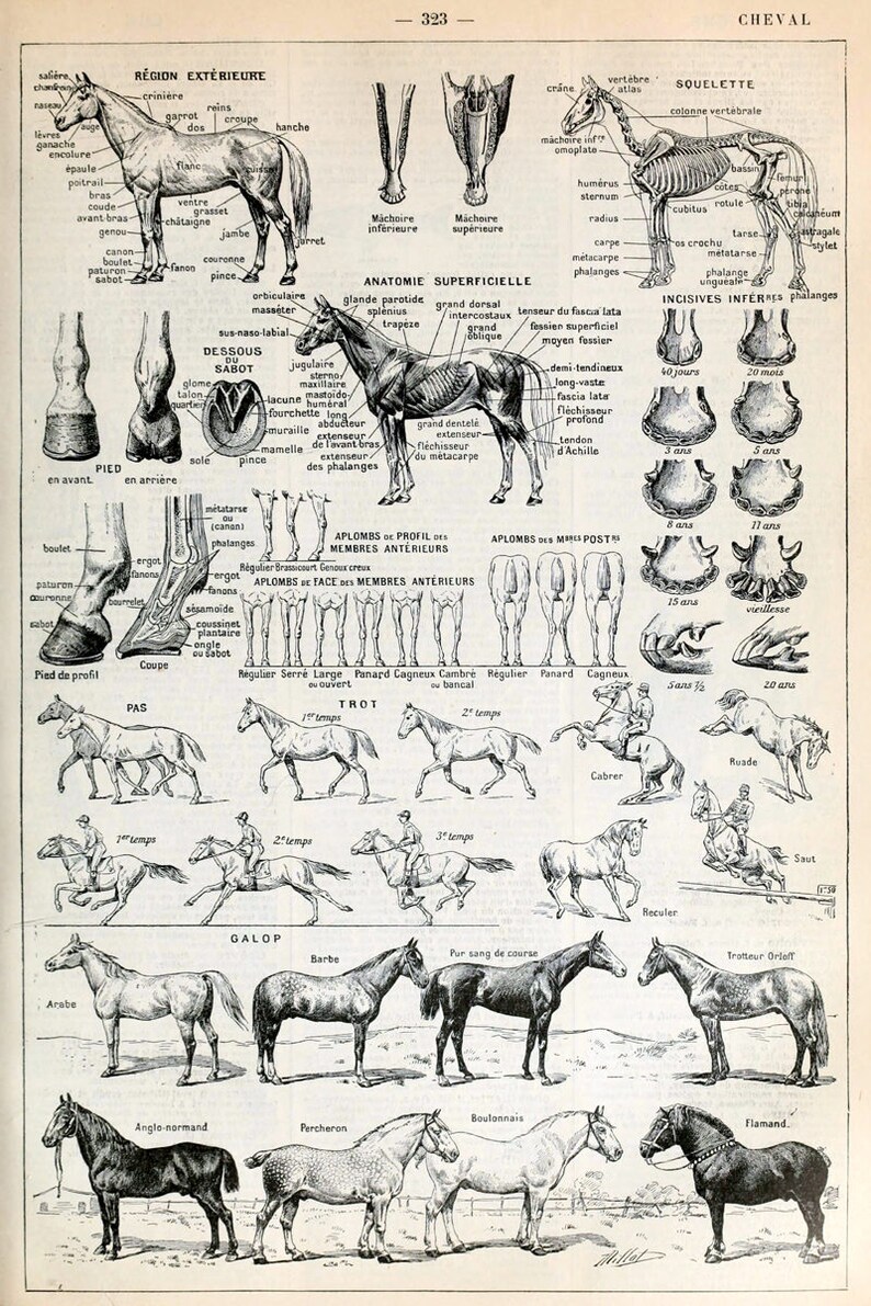 Horse Wall Art Print Biology Science Vintage Illustration - Etsy