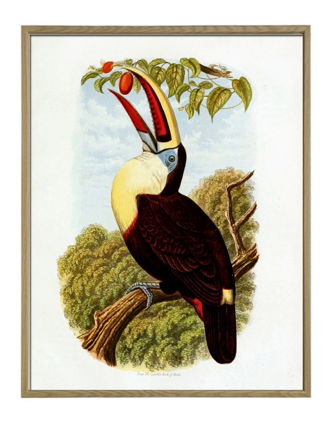 Toucan Bird Print Bird Poster Bird Wall Art Decor Tropical - Etsy