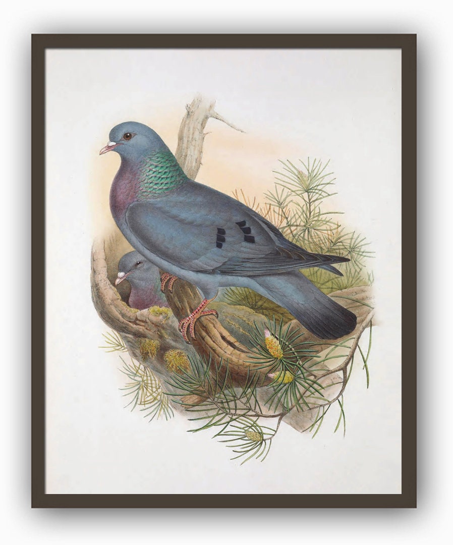 Pigeon Bird Print Pigeon Wall Decor Pigeon Vintage - Etsy