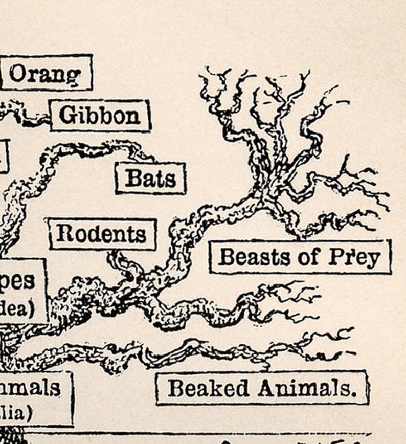 Evolution Man Tree Print Tree of Life Print Wall Art Decor | Etsy